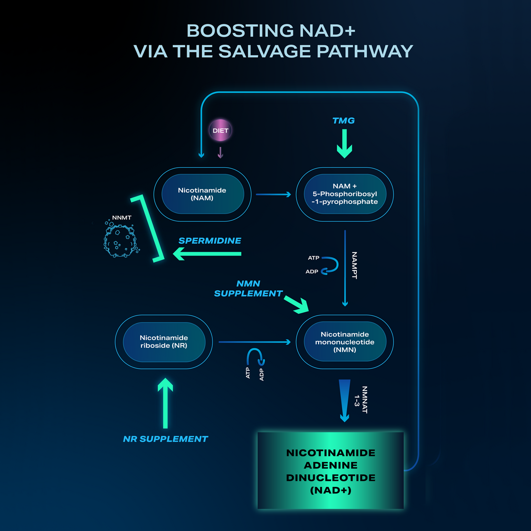 NAD+ Support – Innerbody Labs